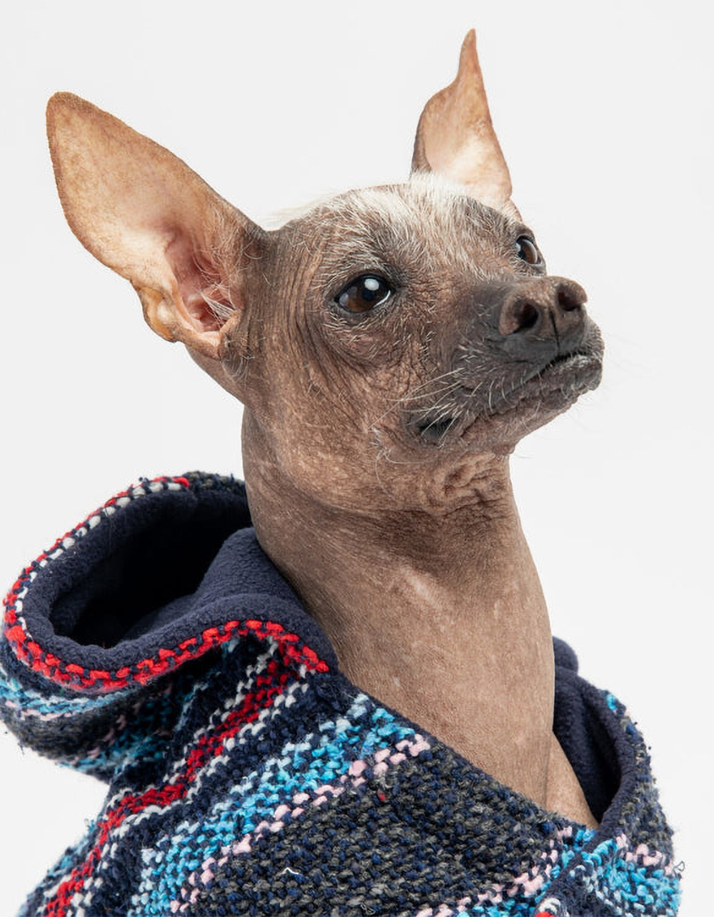 SILVER PAW Easy Fit Baja Dog Jacket - BLUE COMBO | Tillys